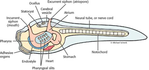 Chapter 2 Cell Specification Flashcards Quizlet