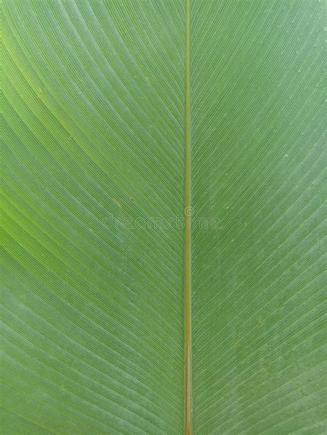 Green Banana Leaf Texture For Background And Design Art Work Stock
