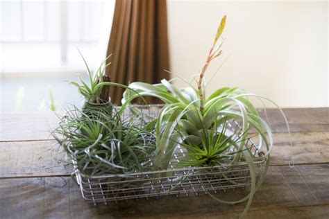 お手入れ手軽なエアープランツで植物のある生活を。飾り方とおすすめ品種 Hugkum（はぐくむ）
