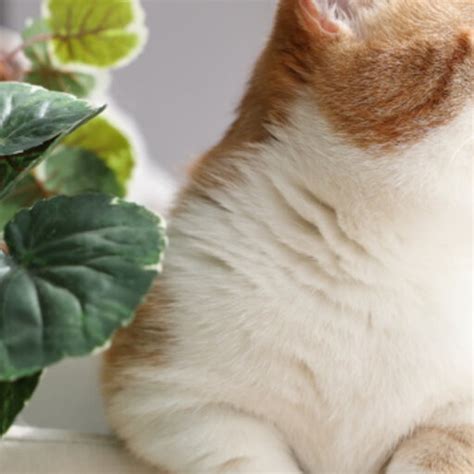 Yijing Tang East China University Of Science And Technology Shanghai Ecust Research Profile