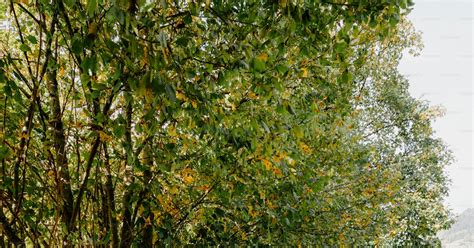 나무와 바위로 둘러싸인 흙길 사진 Unsplash의 숲 이미지