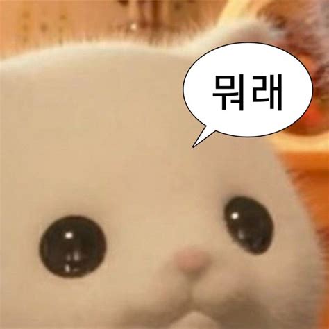 짤에 있는 쩜님의 핀 기분 사진 웃긴 밈 밈