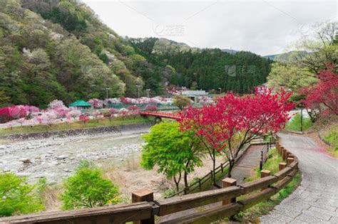 日本 桃 长野县 温泉 桨叉架船 自然美 云 吉野樱花 春天 植物