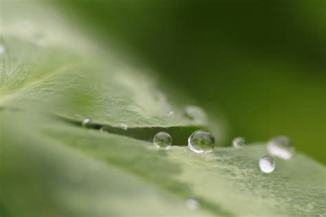 露 雨滴 叶子 Pixabay上的免费照片 Pixabay