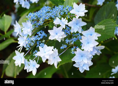 Lacecap Hydrangea Hydrangea Macrophylla Normalis In Japan Stock