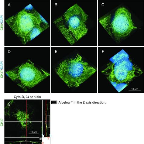 Actin Polymerization Inhibitor Cytochalasin Cyto D Suppresses Download Scientific Diagram