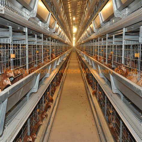 H Type Automatic Poultry Cages System For Layer Farm China Layer Cage