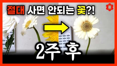 실험주의 ️ 이 영상을 보기 전에 절대 꽃을 사지마시오ㅣ오~래 볼 수 있는 가성비 1등 꽃은 장미가 아니라 Xxx입니다 ️ㅣ대표 꽃 8종 비교실험 꽃 오래보는 방법