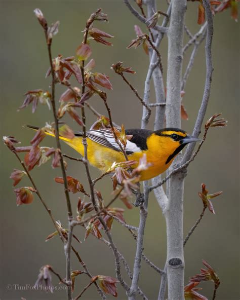 Bullocks Oriole