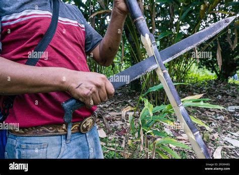 Agricultor En Un Campo De Caña De Azucar Saccharum Officinarum Los