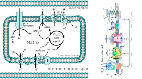 Oxidative Phosphorylation Definition Steps Enzymes Factors Biology Notes Online
