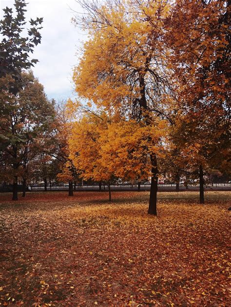 Brown And Green Trees On Brown Grass Field During Daytime Photo Free