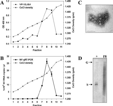 Purification Of Nv From Stool Samples From Infected Volunteers By Cscl