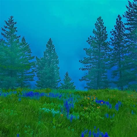 Misty Flora Photograph By Dan Hassett Fine Art America