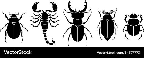 Beetle Royalty Free Vector Image Vectorstock