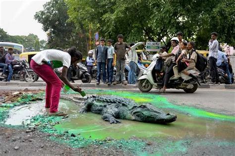 Around The Globe Man Puts Giant Crocodile In Pothole After Council