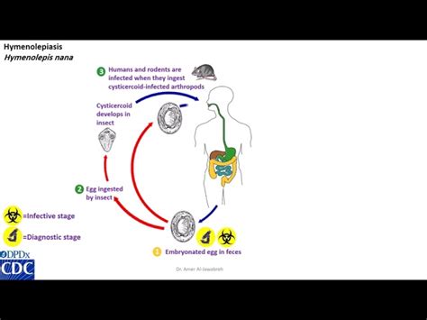 Hymenolepis Nana Life Cycle