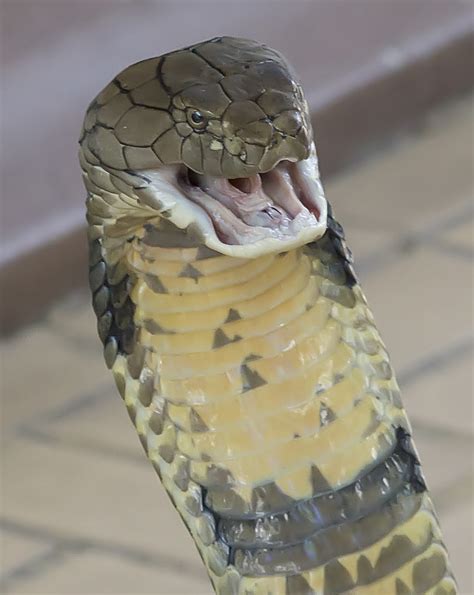 King Cobra An Angry One Housed On The Grounds Of The Thai Flickr