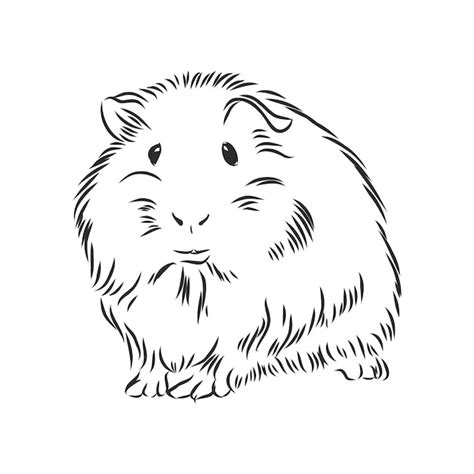 Plump Lindo Conejillo De Indias Dibujo Gráficos Vectoriales Dibujo En