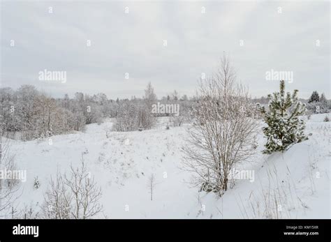 Winter Rural Scene With Snow Covered Trees And Country Road Trails