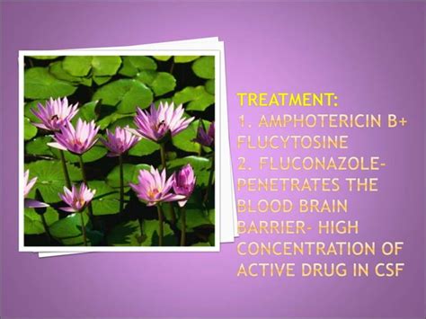 Yeasts Of Medical Importance Candida And Cryptococcus Ppt