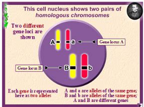 Topic 18 Genetics Inheritance Flashcards Quizlet