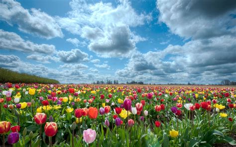 Tulips Beauty Nature Flower Beautiful Garden Wallpapers Hd