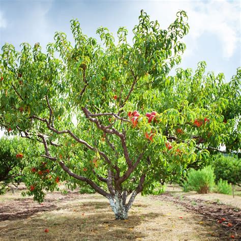 Peach Ruby Sensation Fruit Trees Buy Now