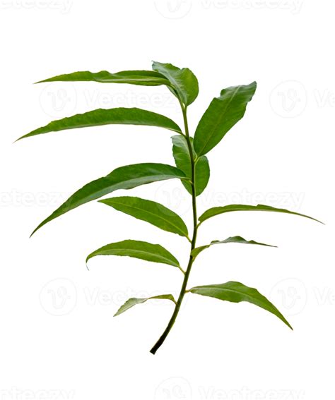 Leaf Vine Isolate On Transparent Background PNG File 21095670 PNG