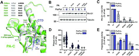 Flupol B And Flupol A Ctd Binding Mode At Site 1ab A Superposition Of