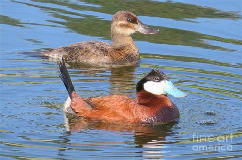Ruddy Pair Photograph By Frank Townsley Fine Art America