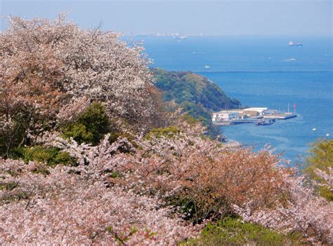 横須賀の観光写真動画を無料で YOKOSUKA MEDIA LIBRARY 塚山公園の桜平成28年度フォトコンテスト