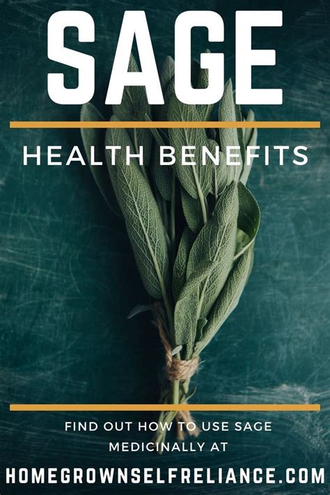 5 Health Benefits And Medicinal Uses For Sage Homegrown Self Reliance