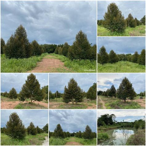 สวนทุเรียนโฉนด 6 ไร่ ติดคลองถนนคอนกรีต ที่ดินร้อยแปดคอม