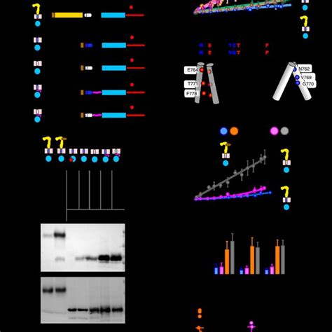 Measurement Of Ligand Independent And Dependent Vegfr Activation On The