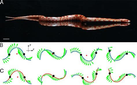 Dynamic Load Distribution Of The Snake During Lateral Undulation A
