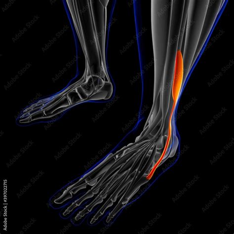 Peroneus Brevis Muscle Anatomy For Medical Concept 3d Illustration