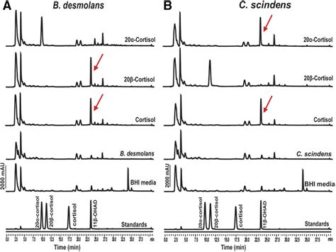 Clostridium Cadaveris Semantic Scholar