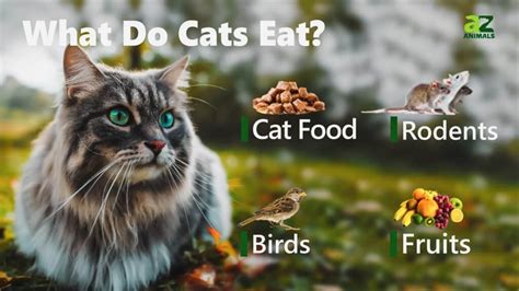 What Do Cats Eat Imp World