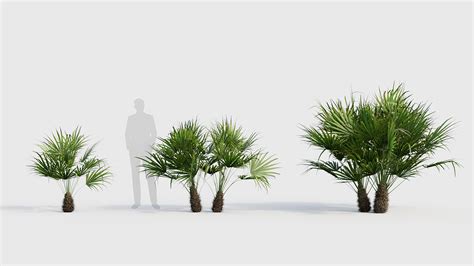 Rhapidophyllum Hystrix Needle Palm 02 3d Model Free 3d Model For Design