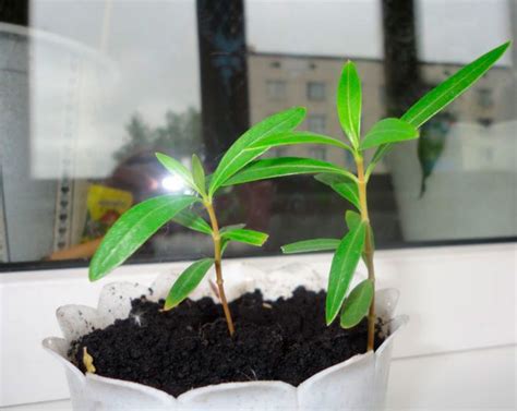 Oleander Photo Care Species Description Propagation Indoor Plant