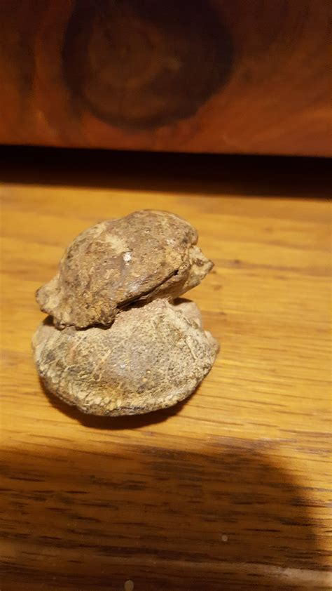 Please Help Identify Fossil ID The Fossil Forum Please Help Identify Fossil ID The Fossil Forum