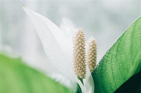 Spathiphyllum 달팽이관 병리 꽃입니다 화이트 피스 릴리 스파티필럼에 대한 스톡 사진 및 기타 이미지 스파티필럼