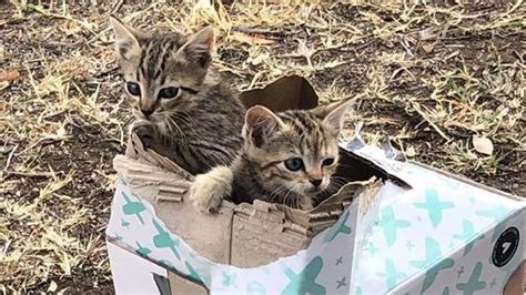 Kittens Abandoned On Side Of The Road In Taped Up Box In Hunter Valley