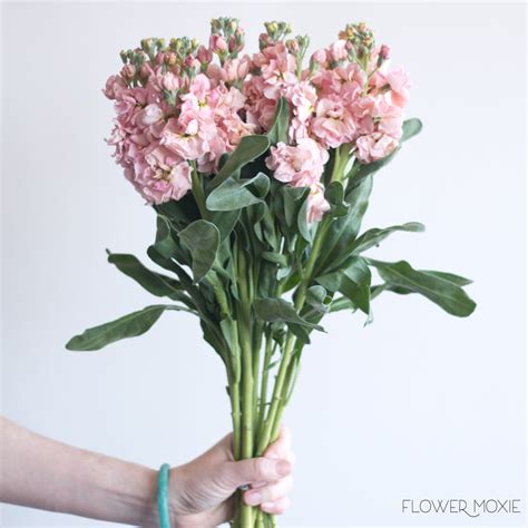Peach Stock Flower Bulk Diy Wedding Flowers Flower Moxie