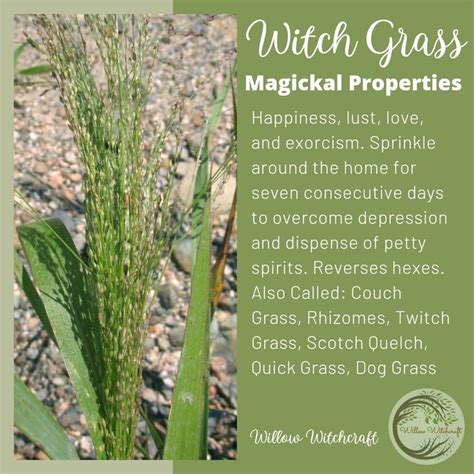 Witch Grass Magickal Properties Medicinal Herbs Garden Magic Herbs Magical Herbs