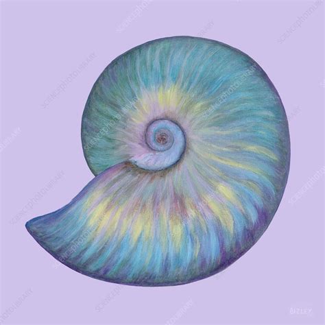 Iridescent Fossil Nautilus Illustration Stock Image C0577686