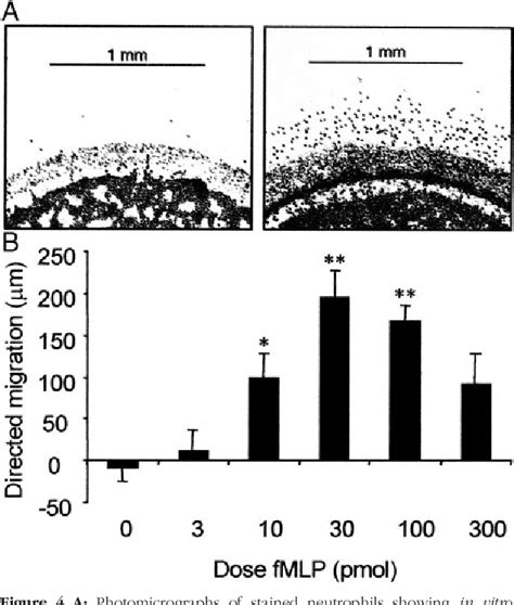 Figure 4 From A Novel Method For Isolation Of Neutrophils From Murine Blood Using Negative