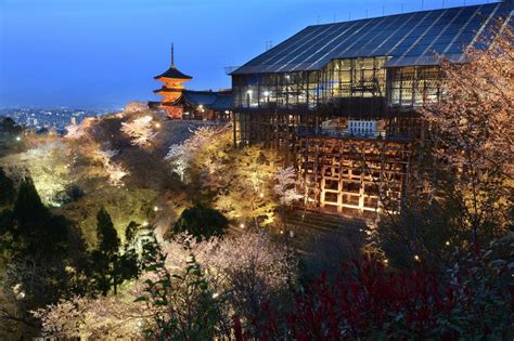 清水寺、千本の桜が彩る ライトアップ試験点灯 読んで見フォト 産経フォト