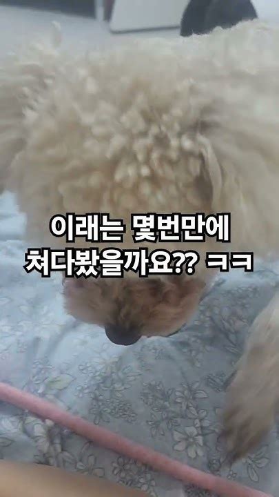 이래는왜그럴까 ㅋㅋ천재는아닌가강아지 강아지브이로그 강아지일상 강아지교육푸들푸들은사랑입니다 푸들일상 엉뚱한